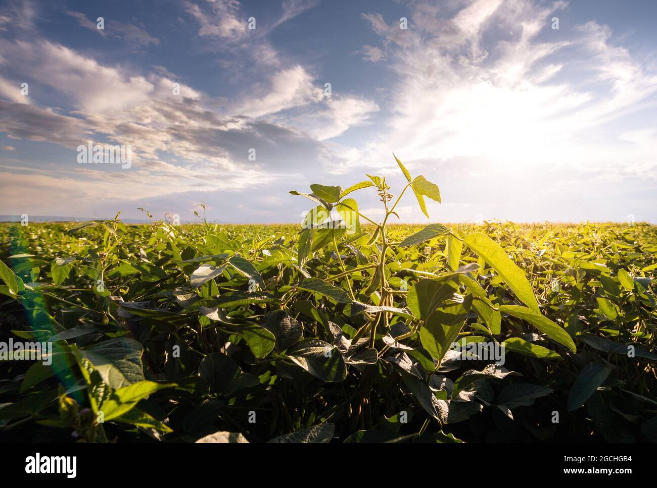 Open soybean field at sunset.Soybean field Stock Photo - Alamy