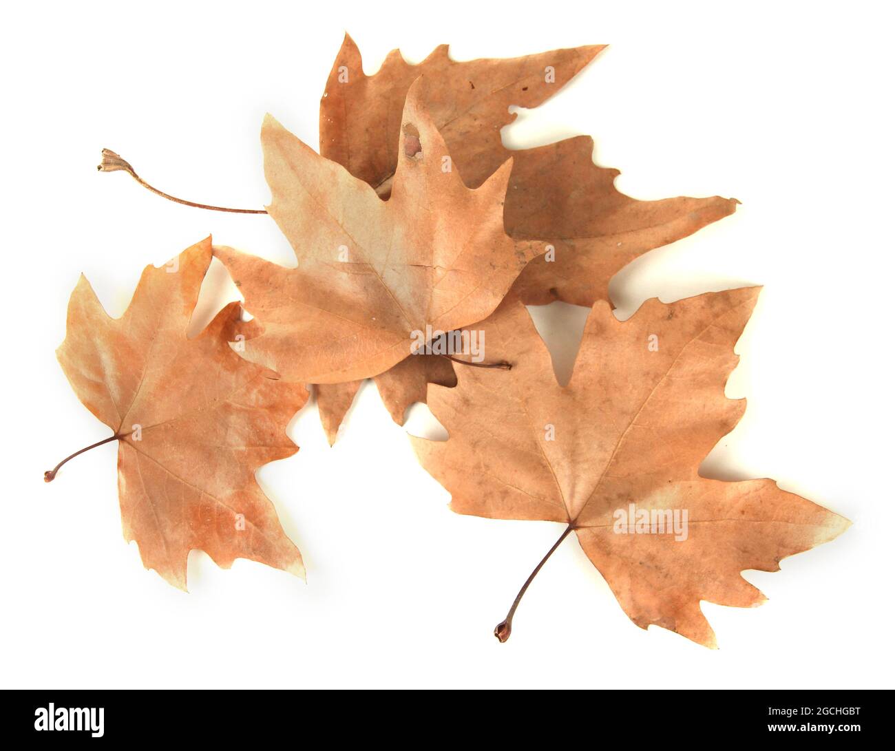 Dry maple leaves isolated on white Stock Photo - Alamy