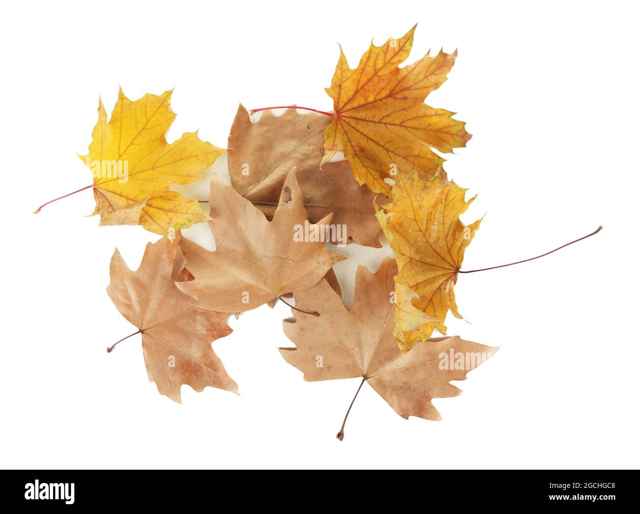 Dry maple leaves isolated on white Stock Photo - Alamy