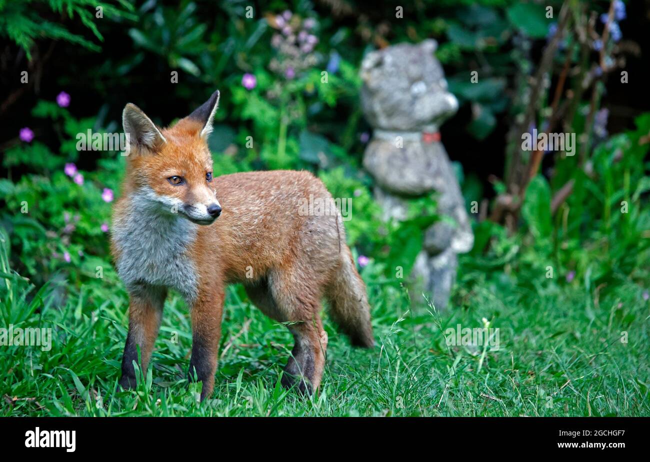 Urban fox cubs exploring the garden Stock Photo - Alamy