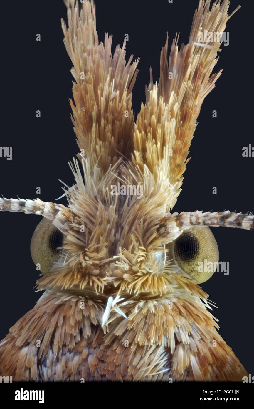 Tineola bisselliella clothes moth hi-res stock photography and images ...