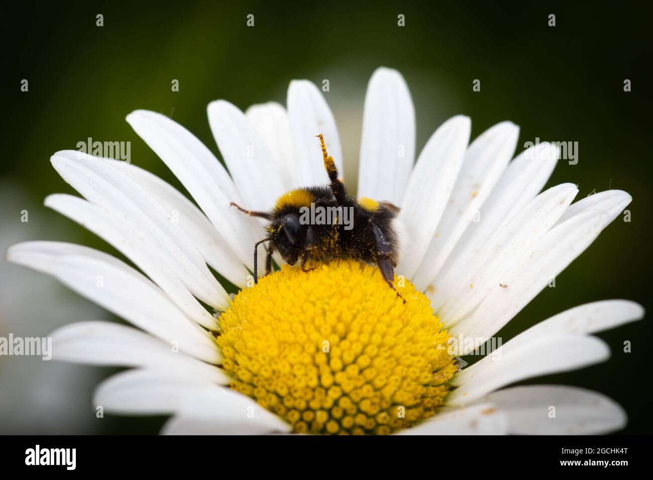 Single ox-eye daisy with bumblebee, Germany Stock Photo - Alamy