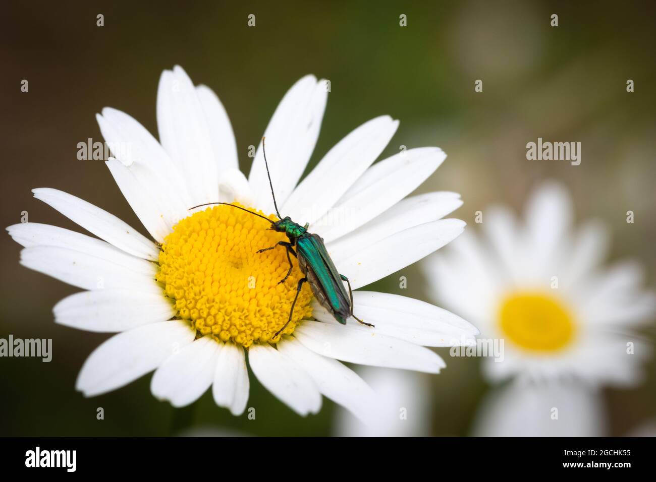 Single ox-eye daisy with longhorn beetle, Germany Stock Photo - Alamy