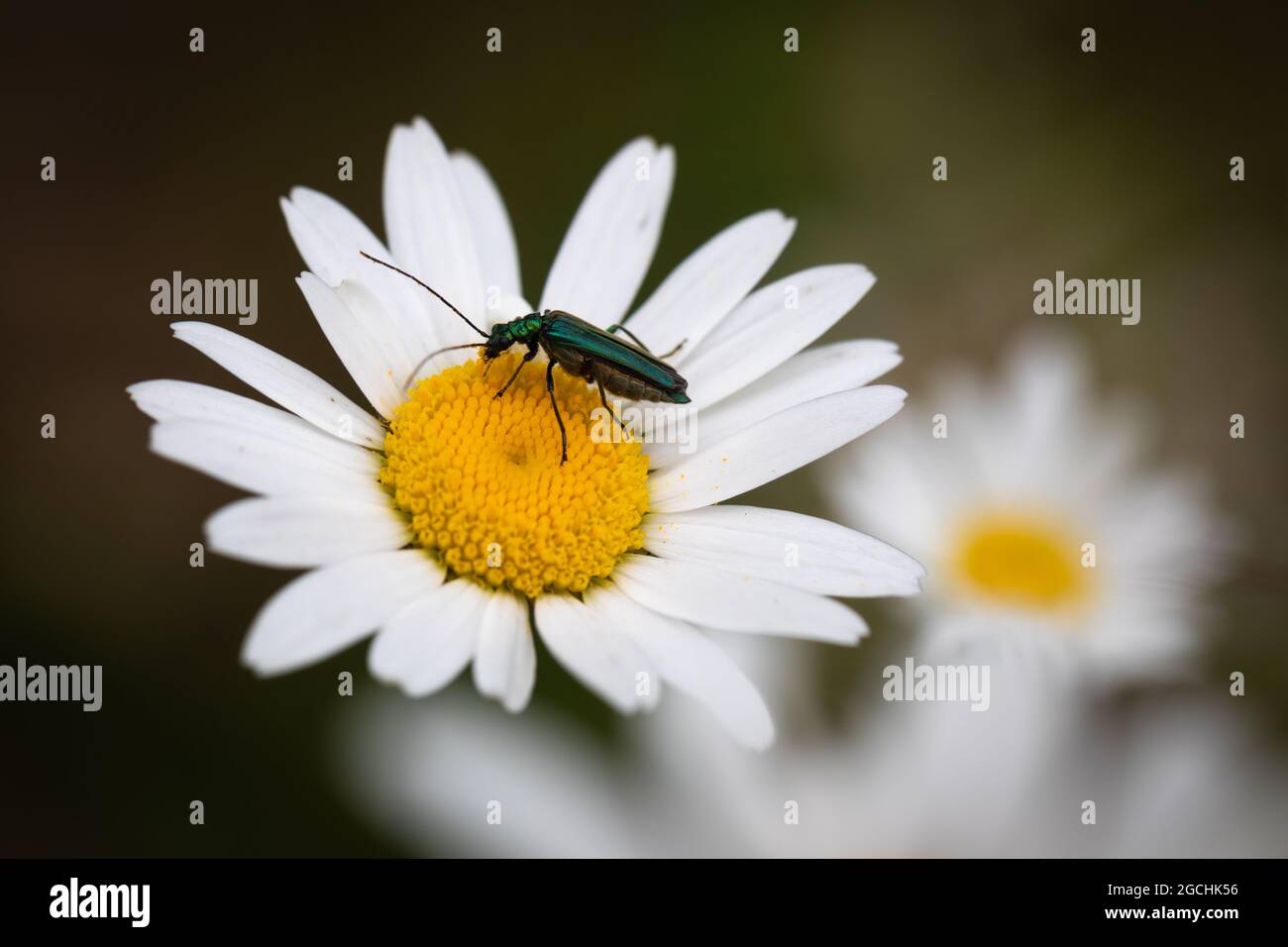 Single ox-eye daisy with longhorn beetle, Germany Stock Photo - Alamy