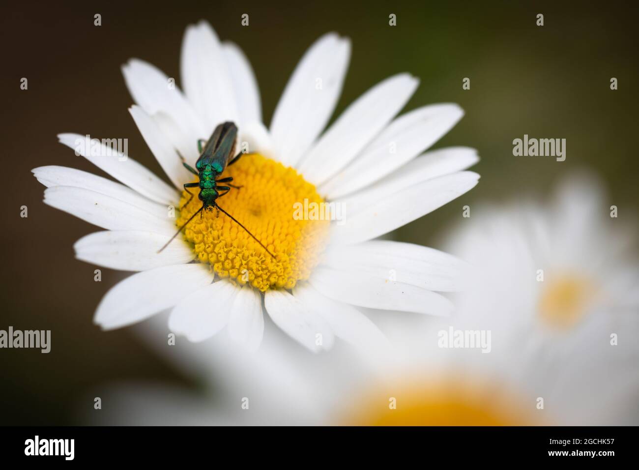 Single ox-eye daisy with longhorn beetle, Germany Stock Photo - Alamy