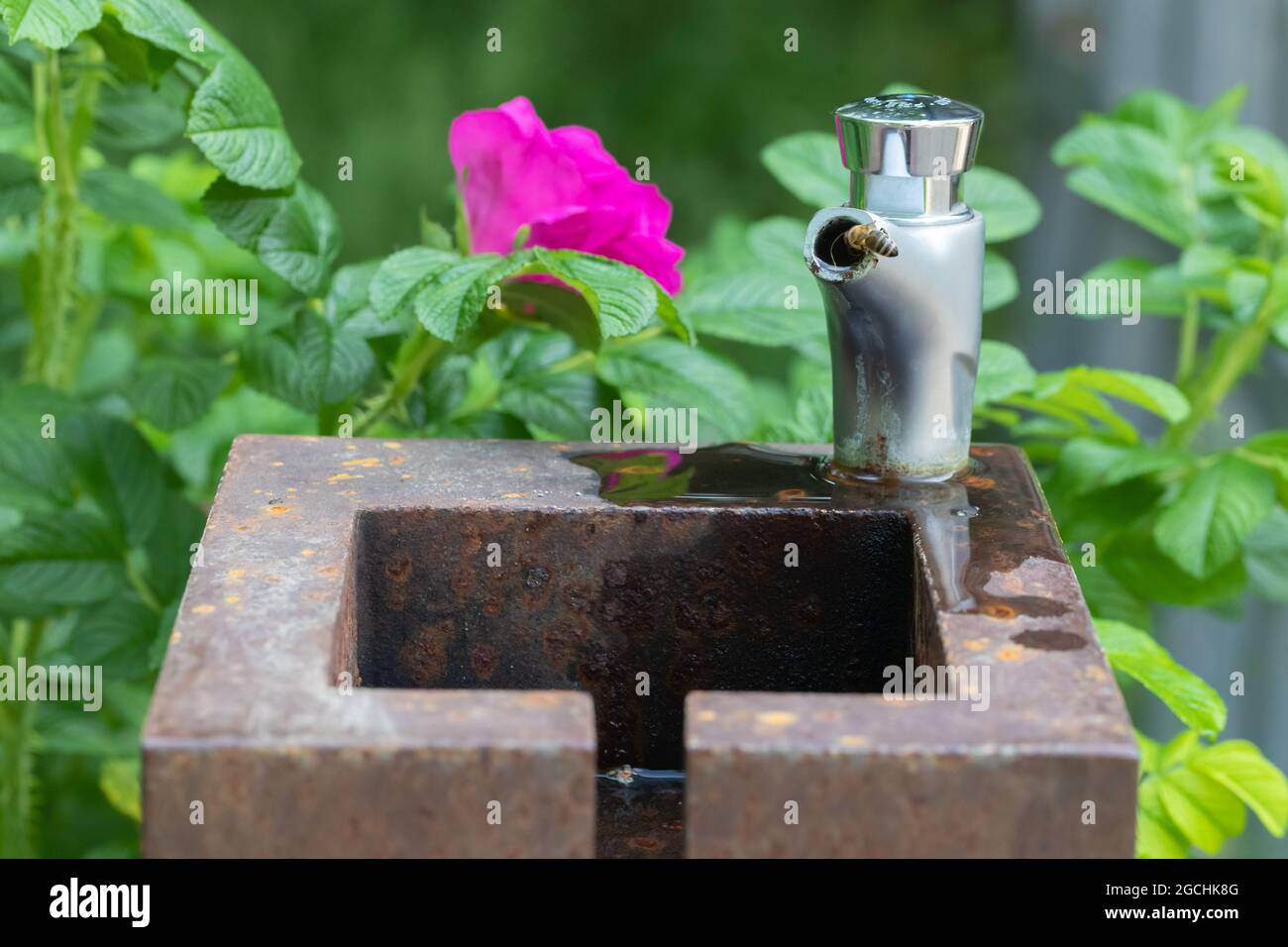 Fountain of bees hi-res stock photography and images - Alamy