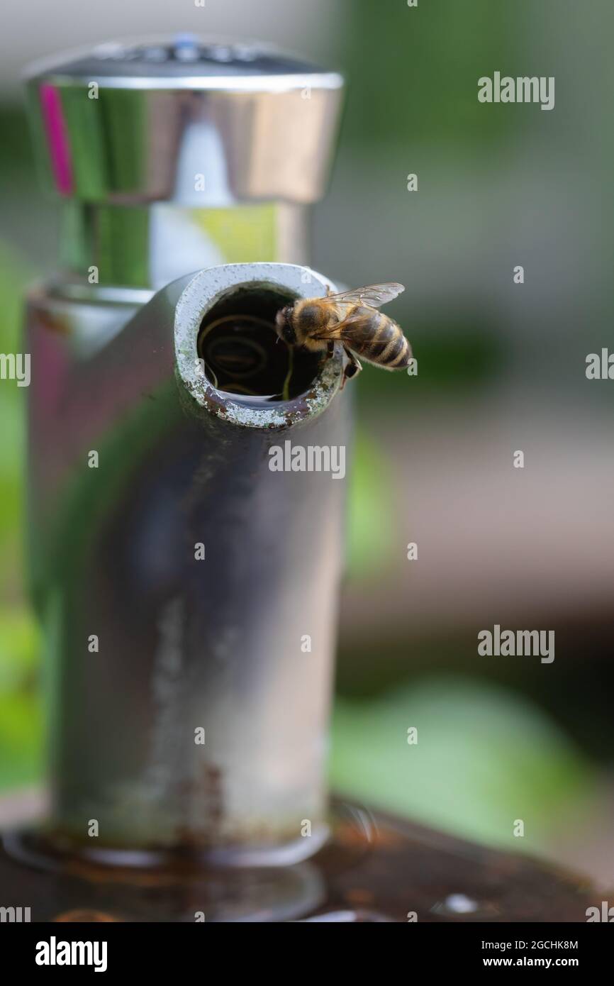 Thirsty bee drinking water at a public potable water fountain, Germany ...