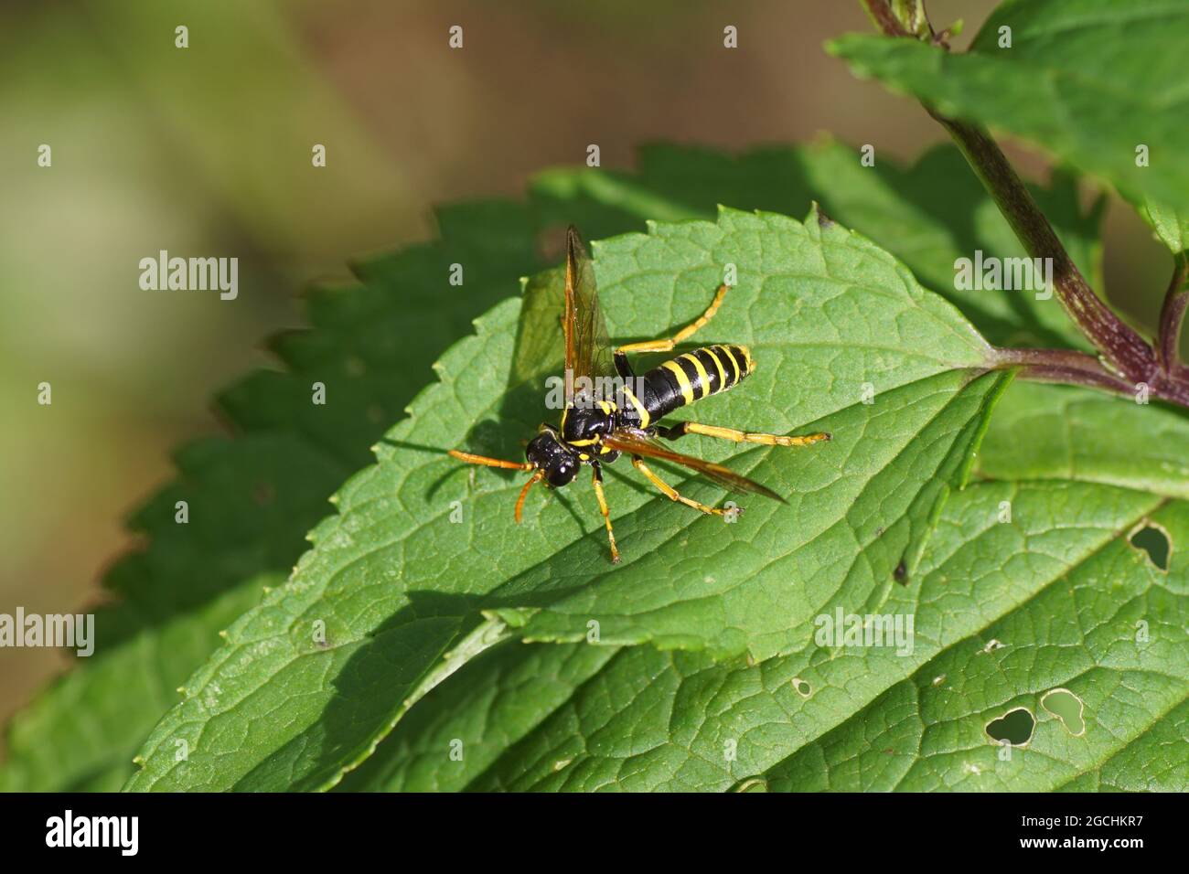 Knotted figwort hi-res stock photography and images - Alamy
