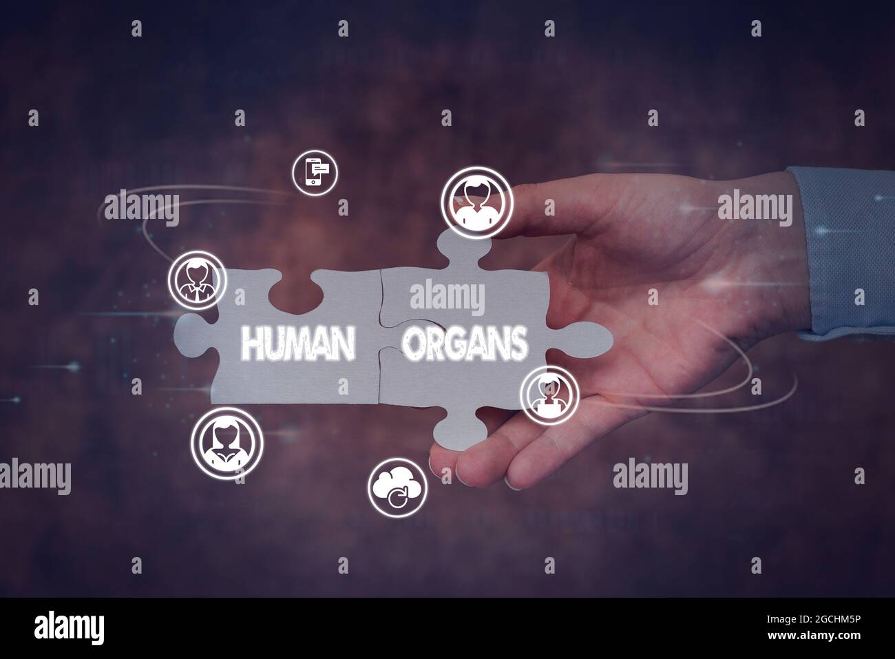 Handwriting Text Human Organs Business Showcase The Internal Genital Structures Of The Human