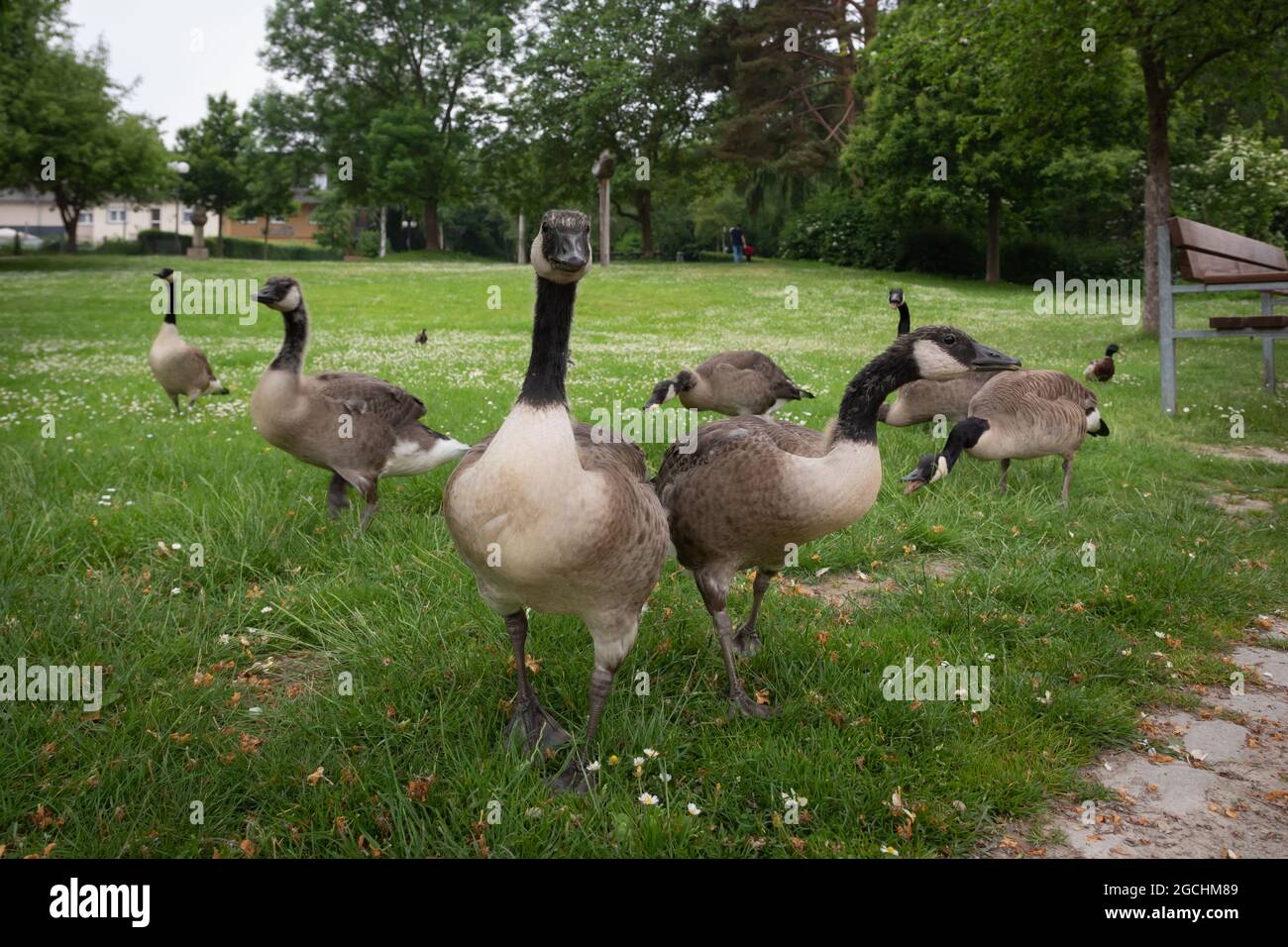 Family of immigrated canada geese feeding on public lawn, Germany Stock ...