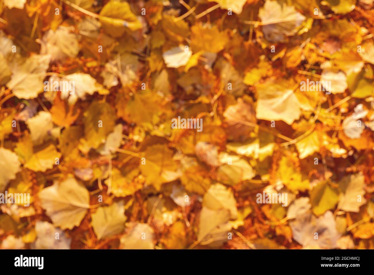 blurred texture of fall yellow and orange leaves background Stock Photo ...