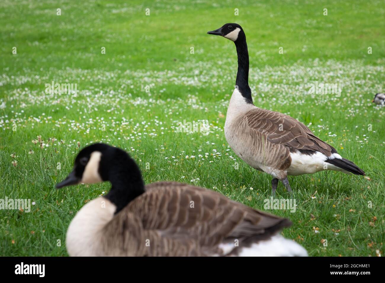 Family of immigrated canada geese feeding on public lawn, Germany Stock ...