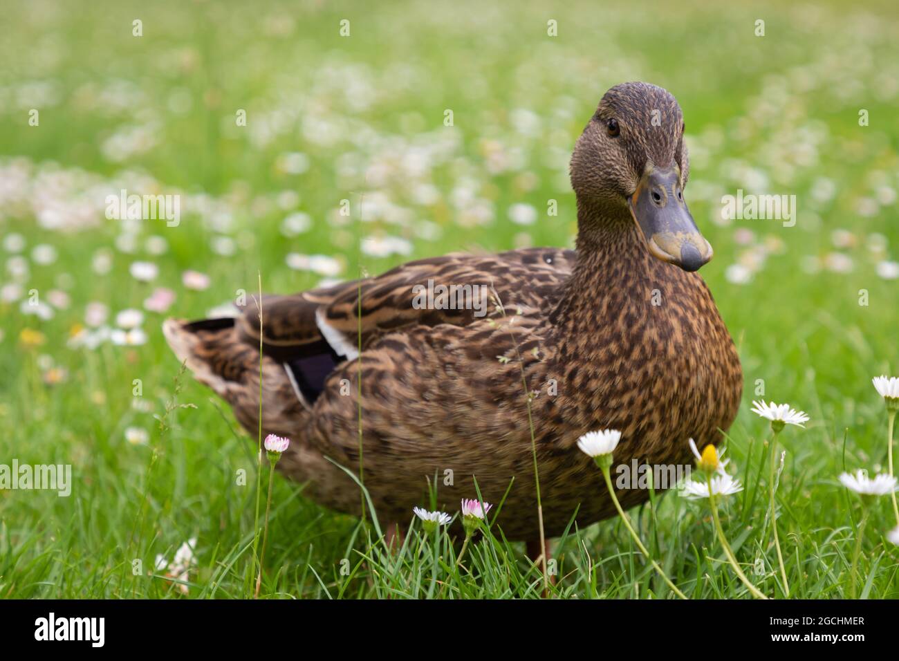 Female wild duck standing on meadow, Germany Stock Photo - Alamy