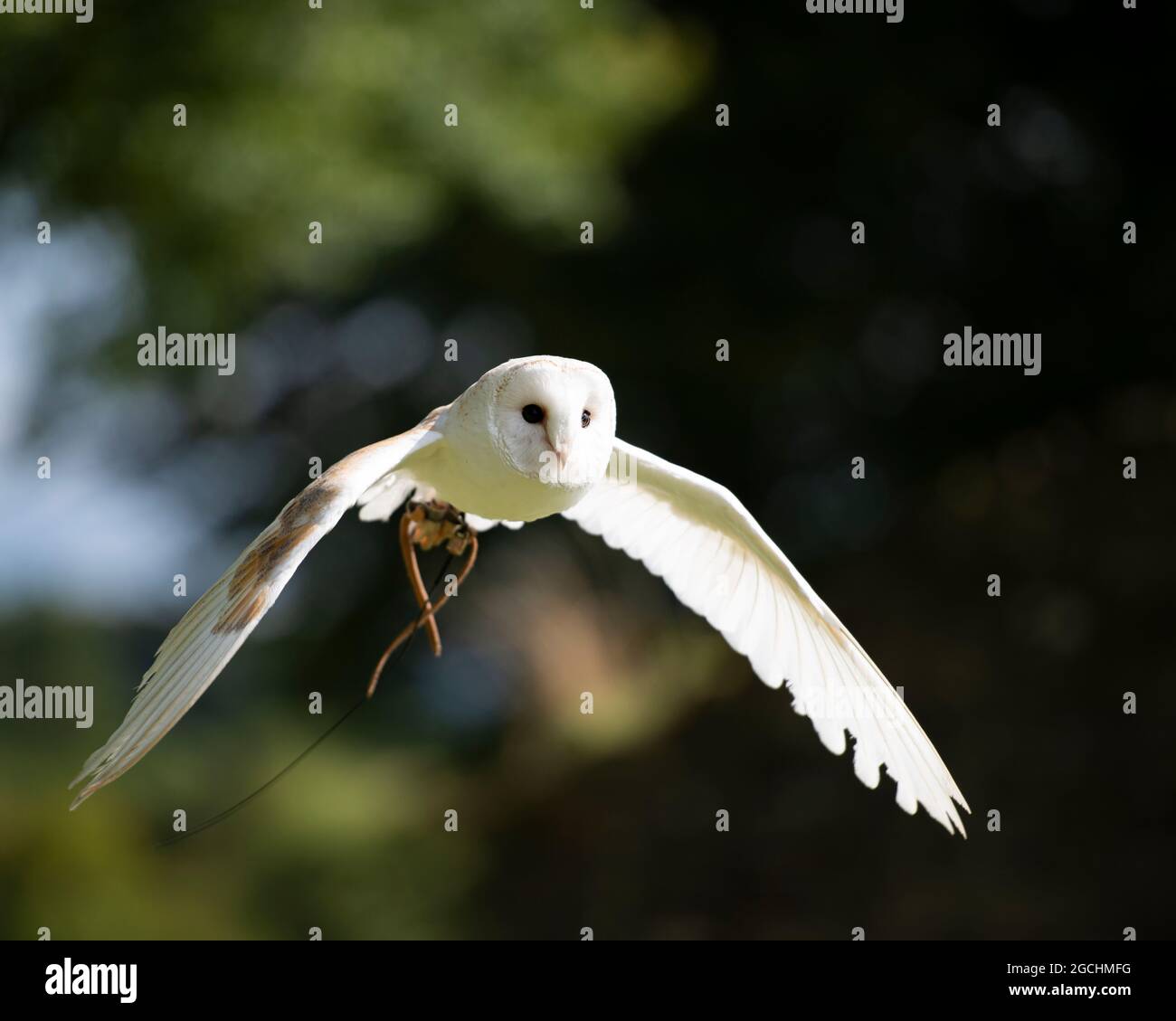 Barn Owl (Tyto Alba) flying in woodland at the National Bird of Prey ...