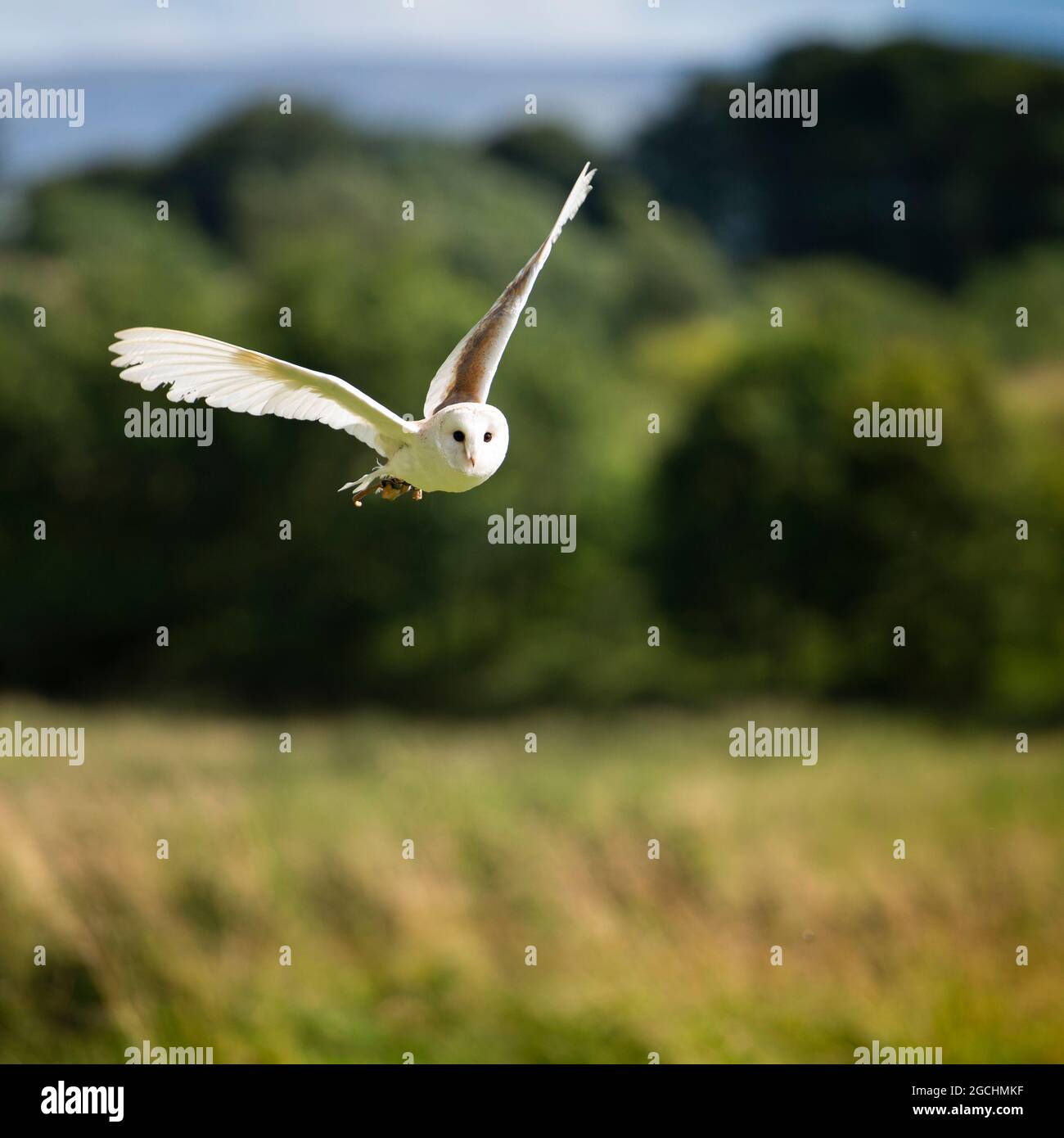 Barn Owl (Tyto Alba) flying in woodland at the National Bird of Prey ...