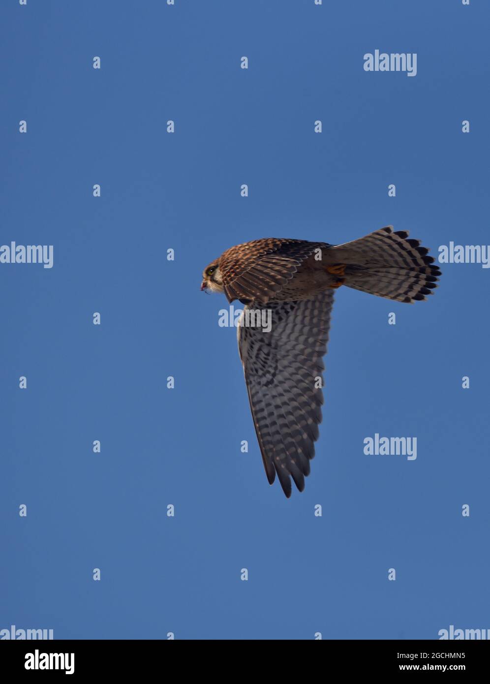 Sparrowhawk while flying with the remains of its prey in its beak Stock ...