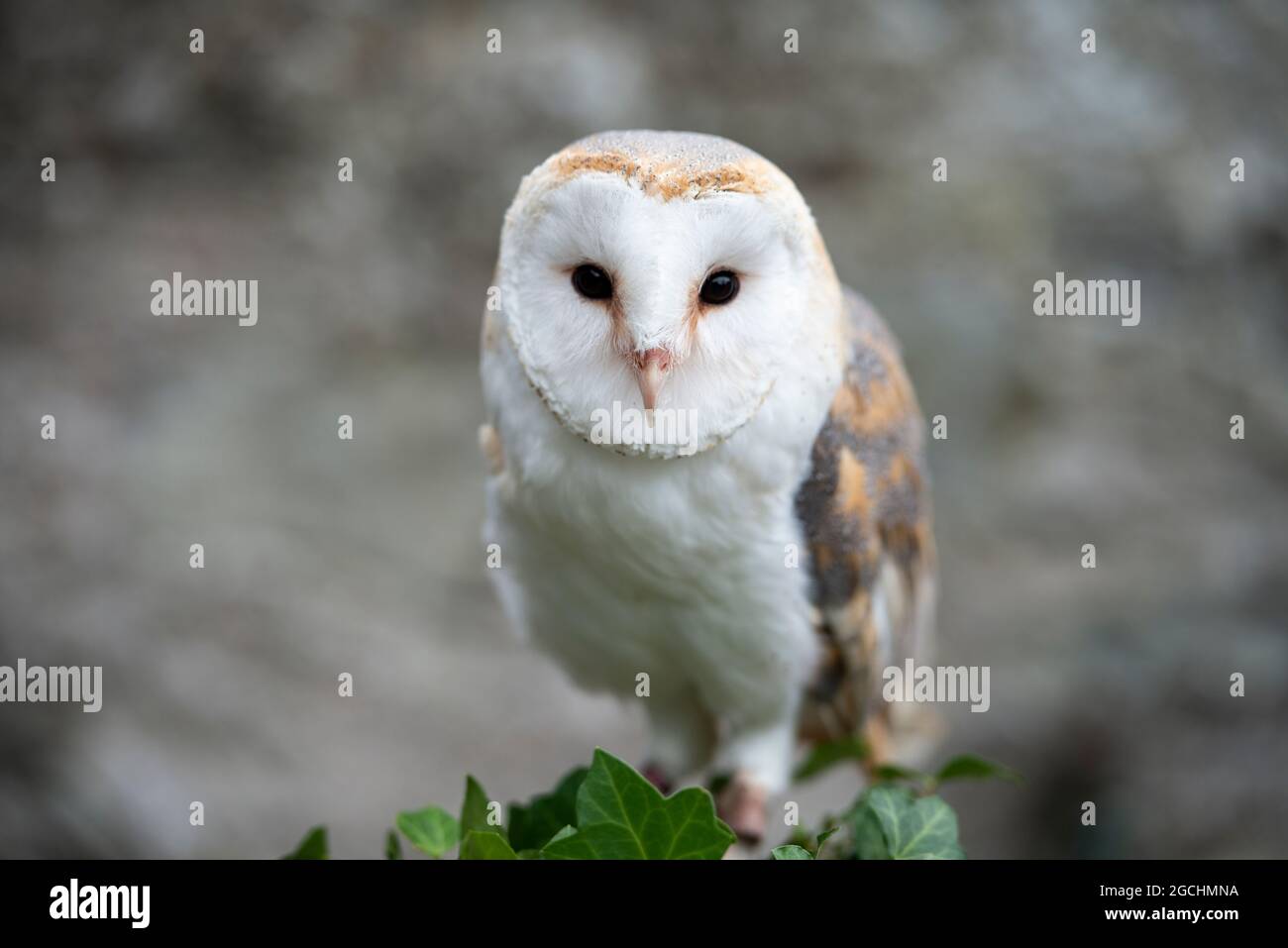 Barn Owl (Tyto Alba) at the National Bird of Prey Centre, Russborough ...