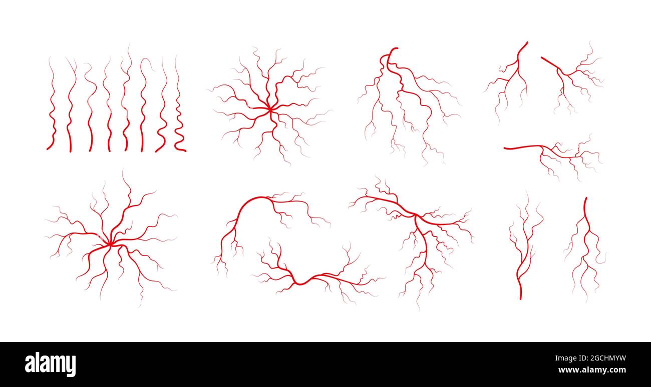 Set of human veins and arteries. Red branching blood vessels and ...