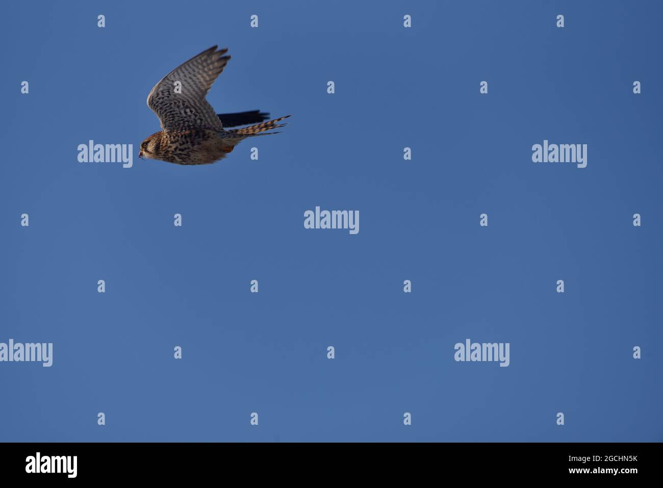 Sparrowhawk while flying with the remains of its prey in its beak Stock ...