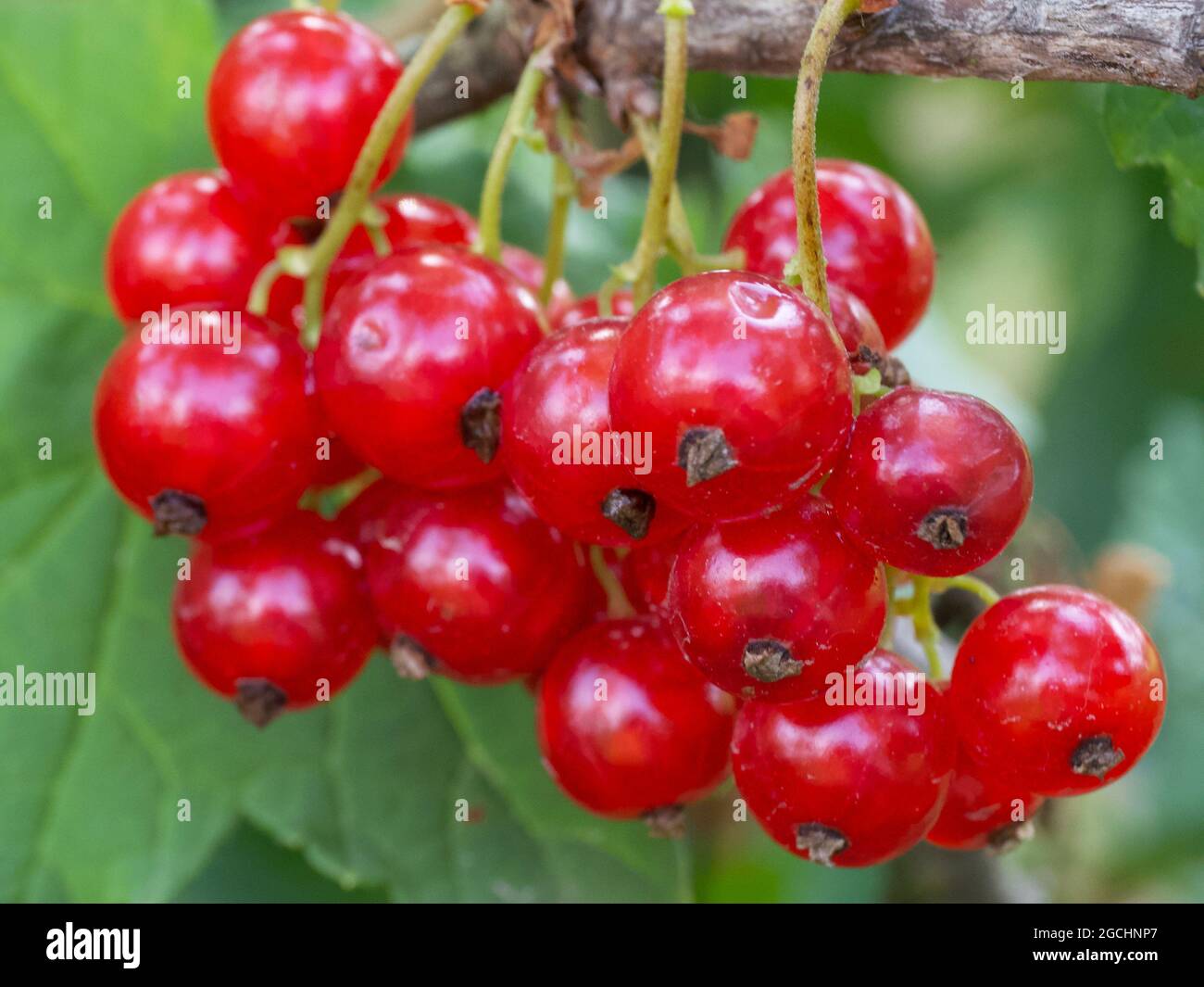 Bunches of red currants, close-up. Ripe red berries Stock Photo - Alamy