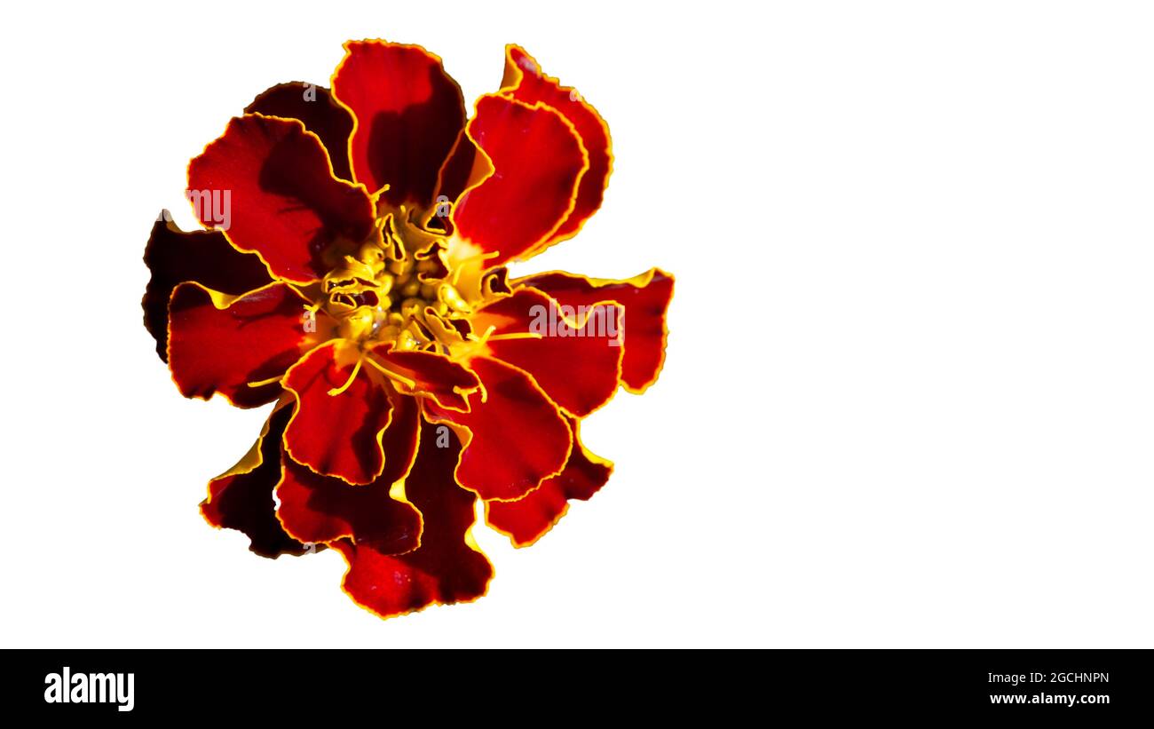 Single flower of marigold, close-up. Tagetes patula, the French ...