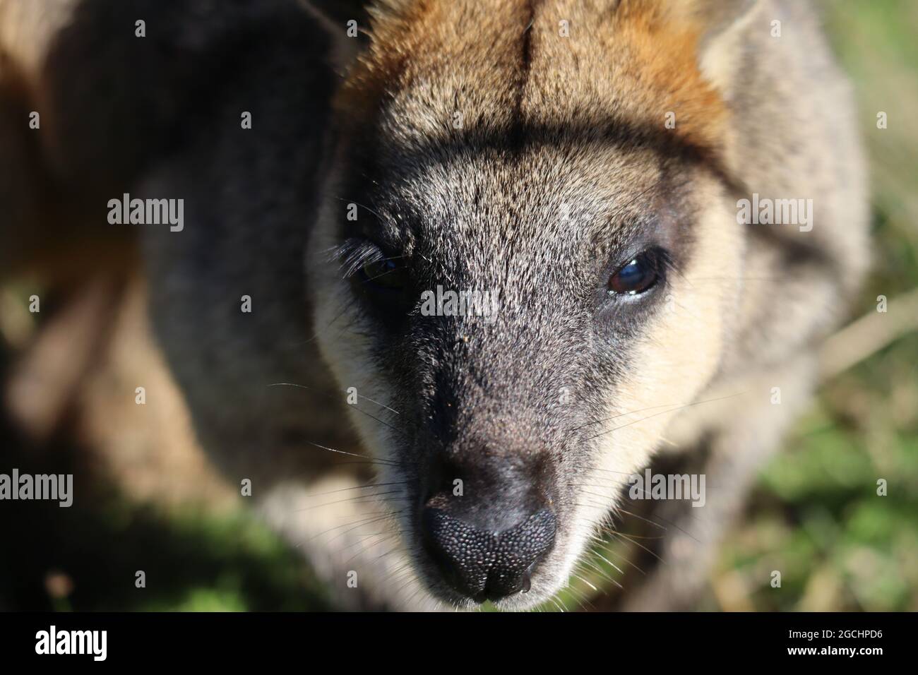 Karen rutherford photography hi-res stock photography and images - Alamy