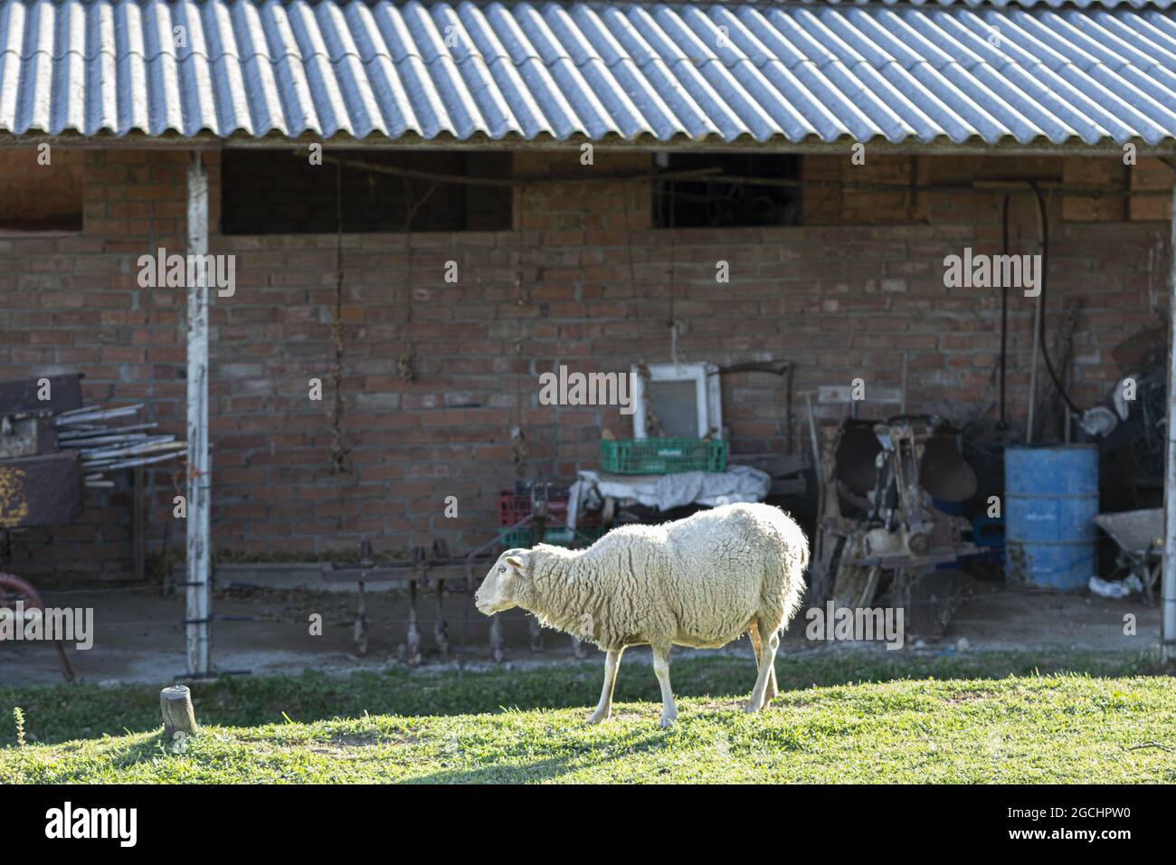 Cute sheep walking on the grass in a farmstead Stock Photo - Alamy