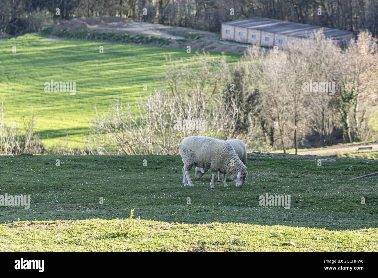 Pair of sheep grazing in the shade on a sunny green farm with dry ...