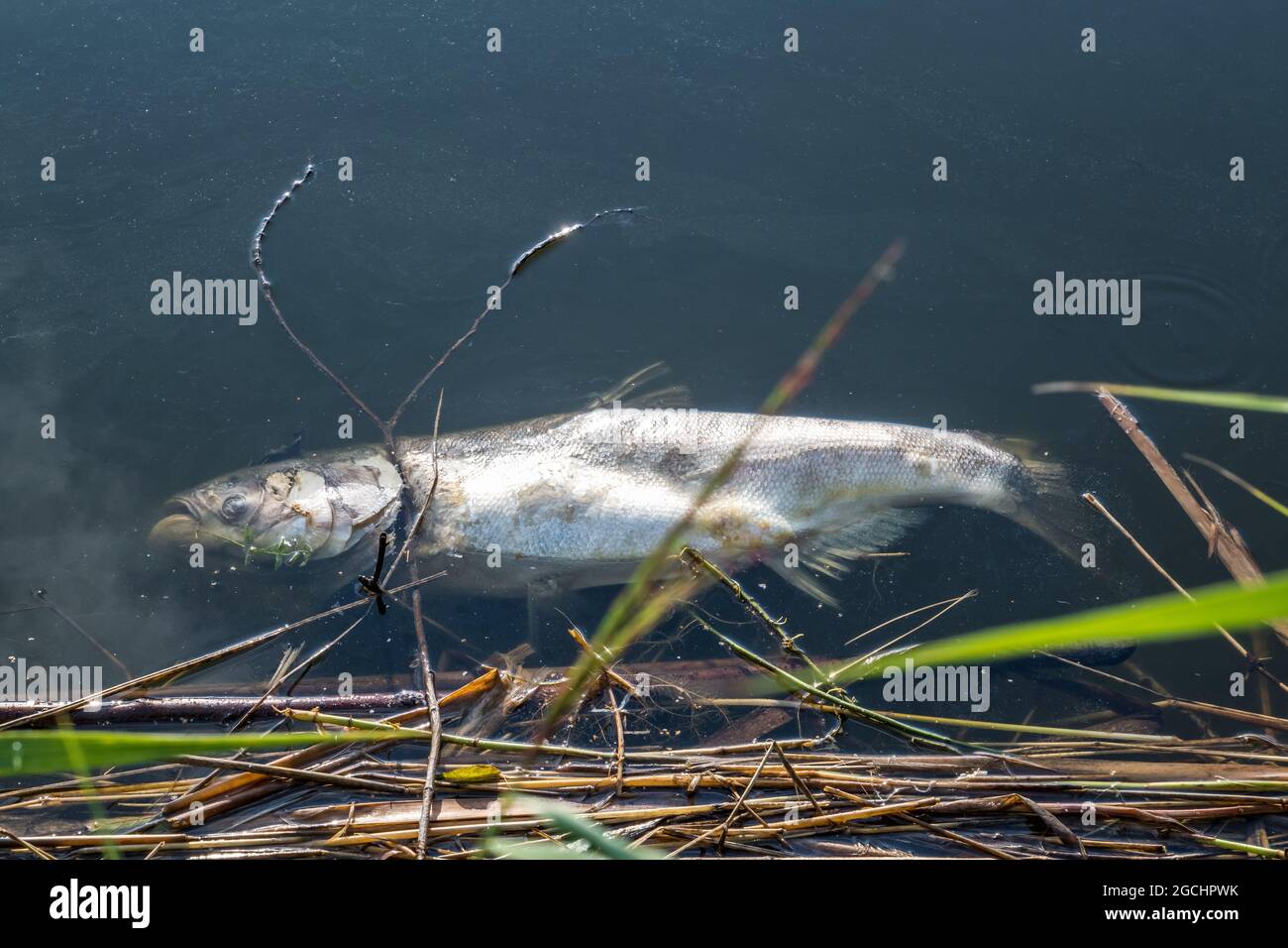 dead rotten fish on shore of polluted lake. ecological disaster and ...