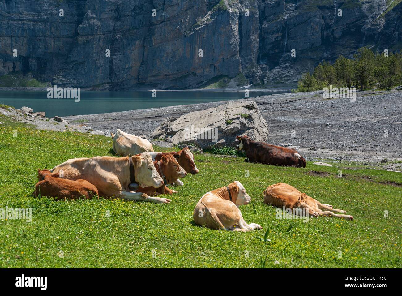 geography / travel, Switzerland, cows at Oeschinen Lake (Oeschinensee ...