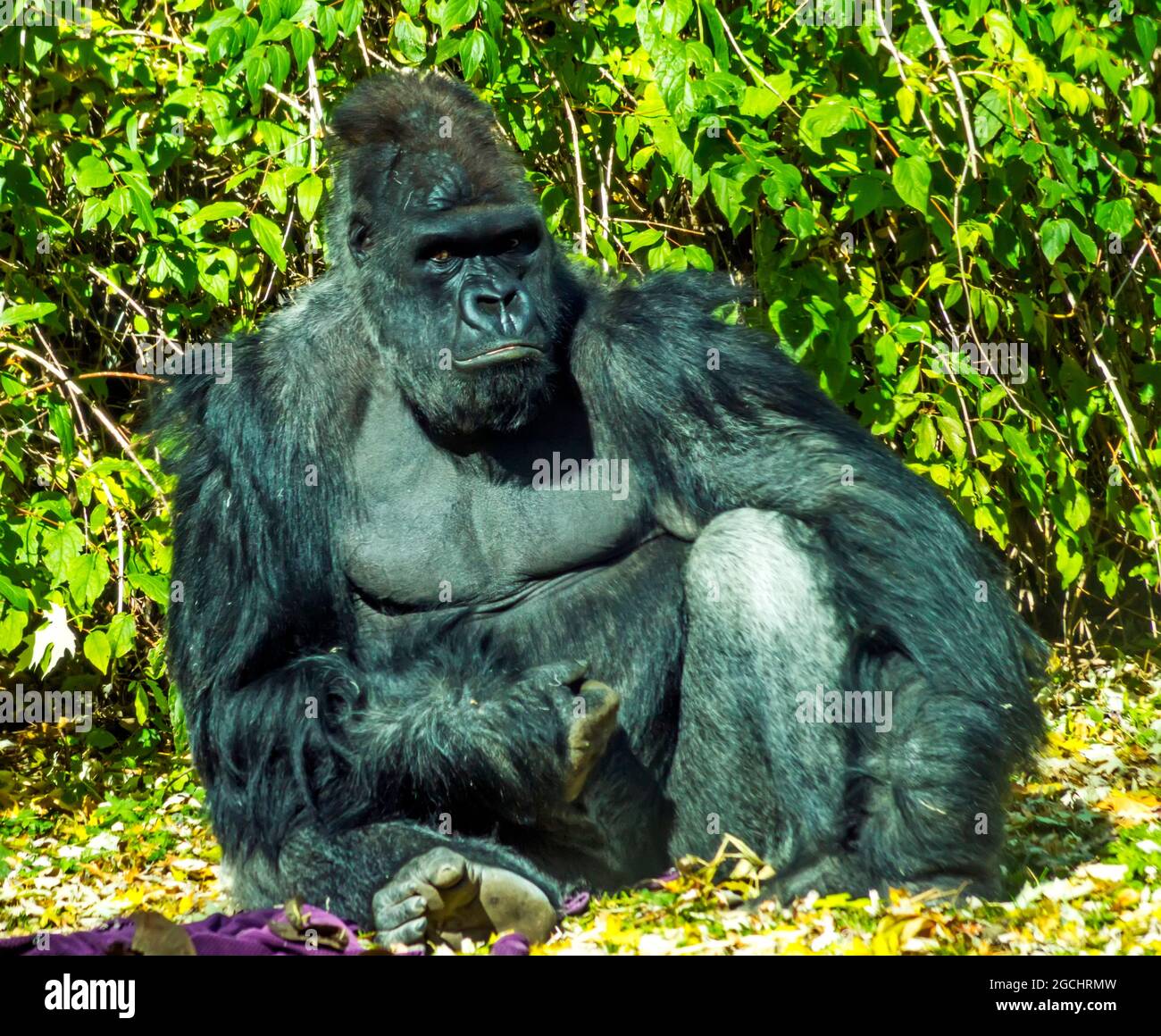 Silverback gorilla sitting green vegetation Stock Photo - Alamy