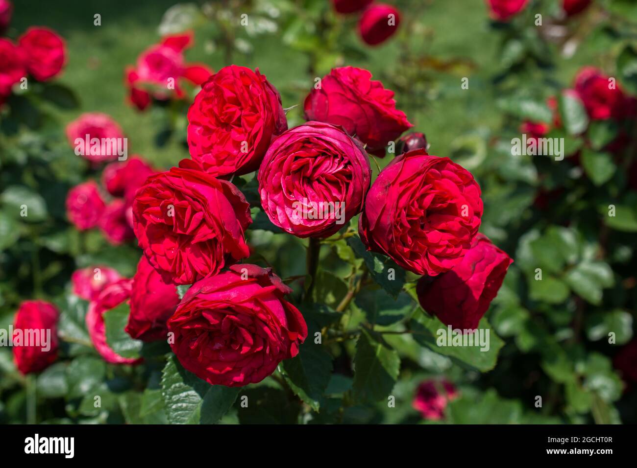 Pink roses in a botanical park in Istanbul on display Stock Photo - Alamy