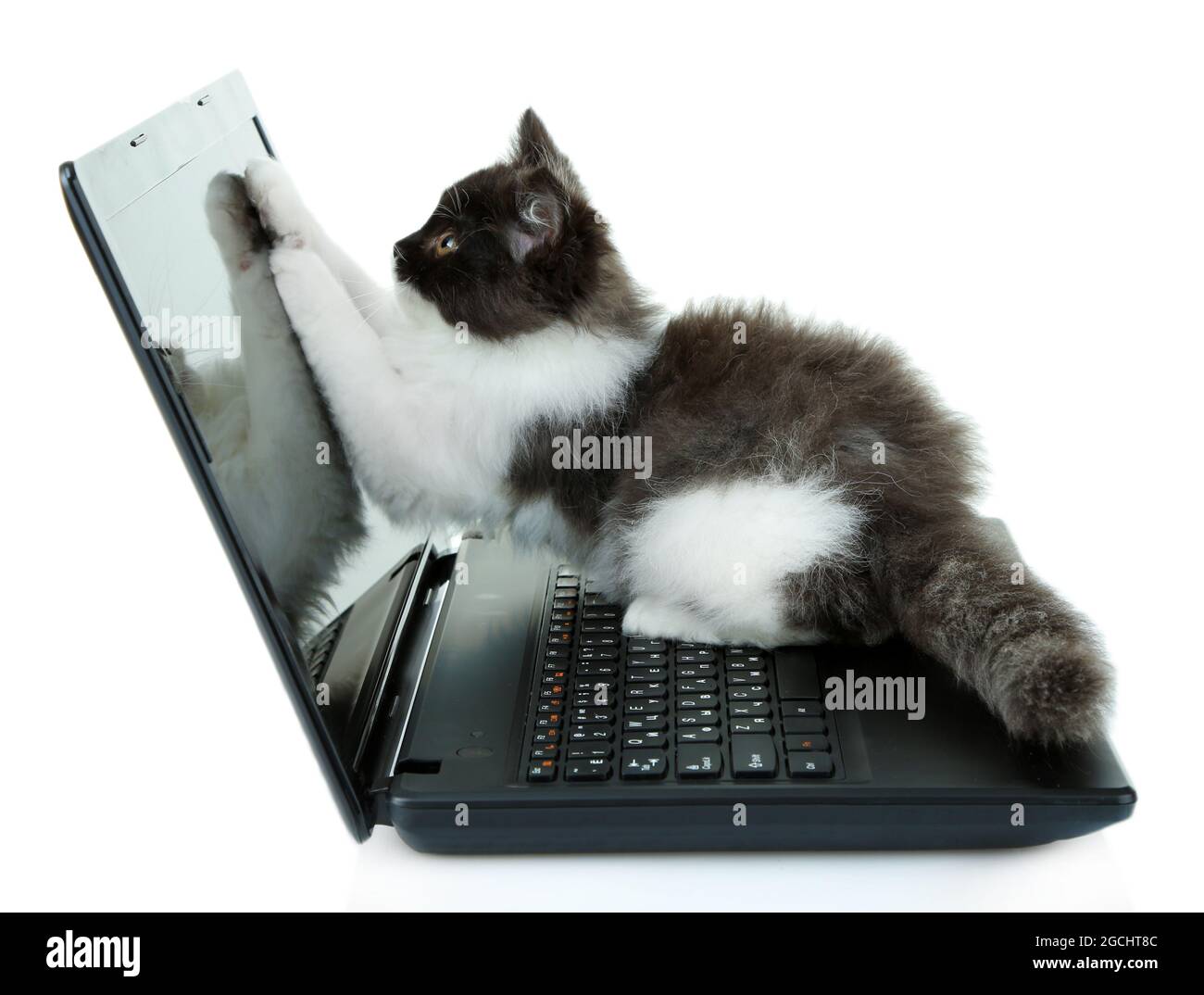 Little cute kitten and laptop, isolated on white Stock Photo - Alamy