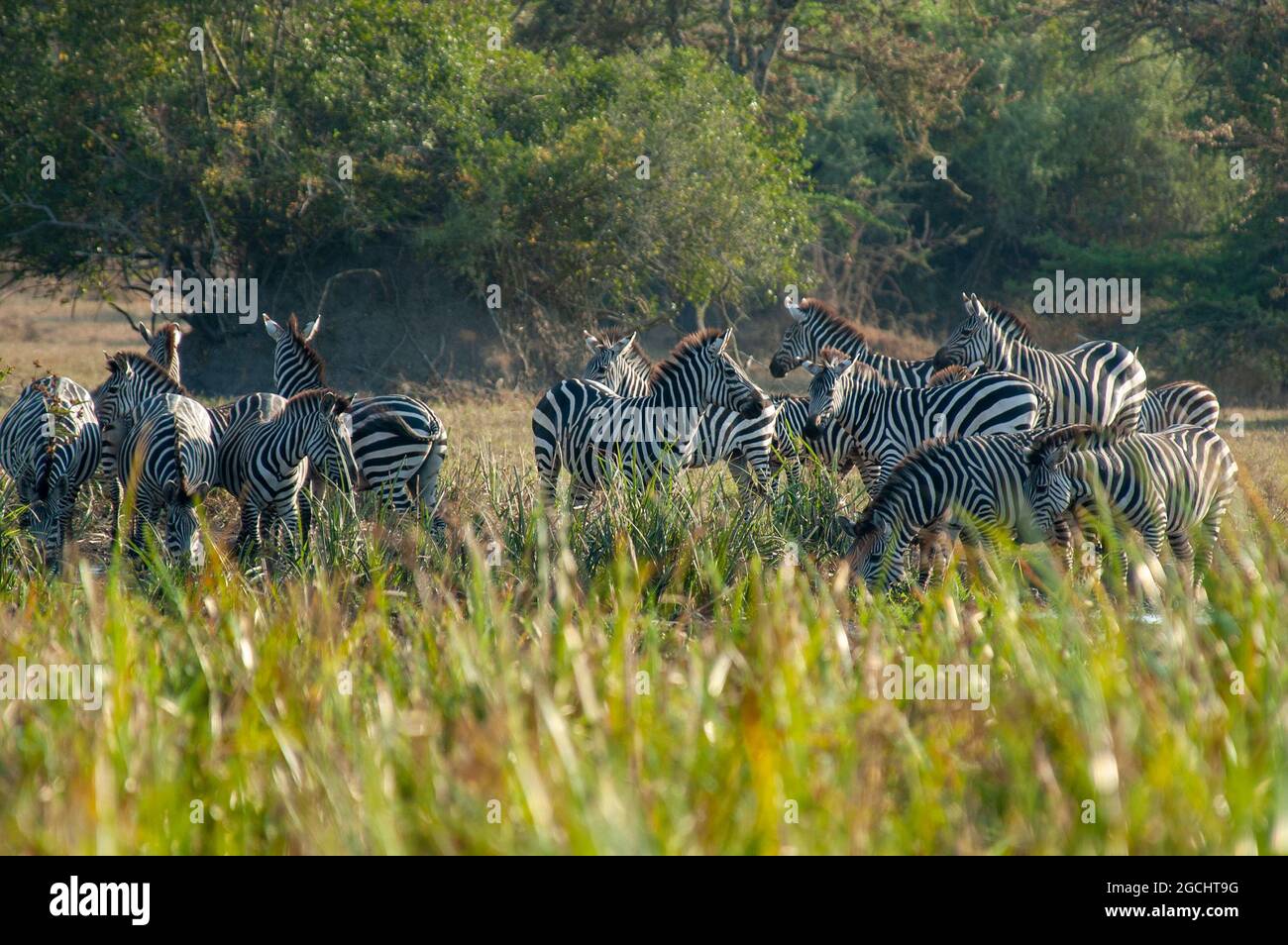 Burchell's Zebra (Equus quagga burchellii) on the plains in Africa ...