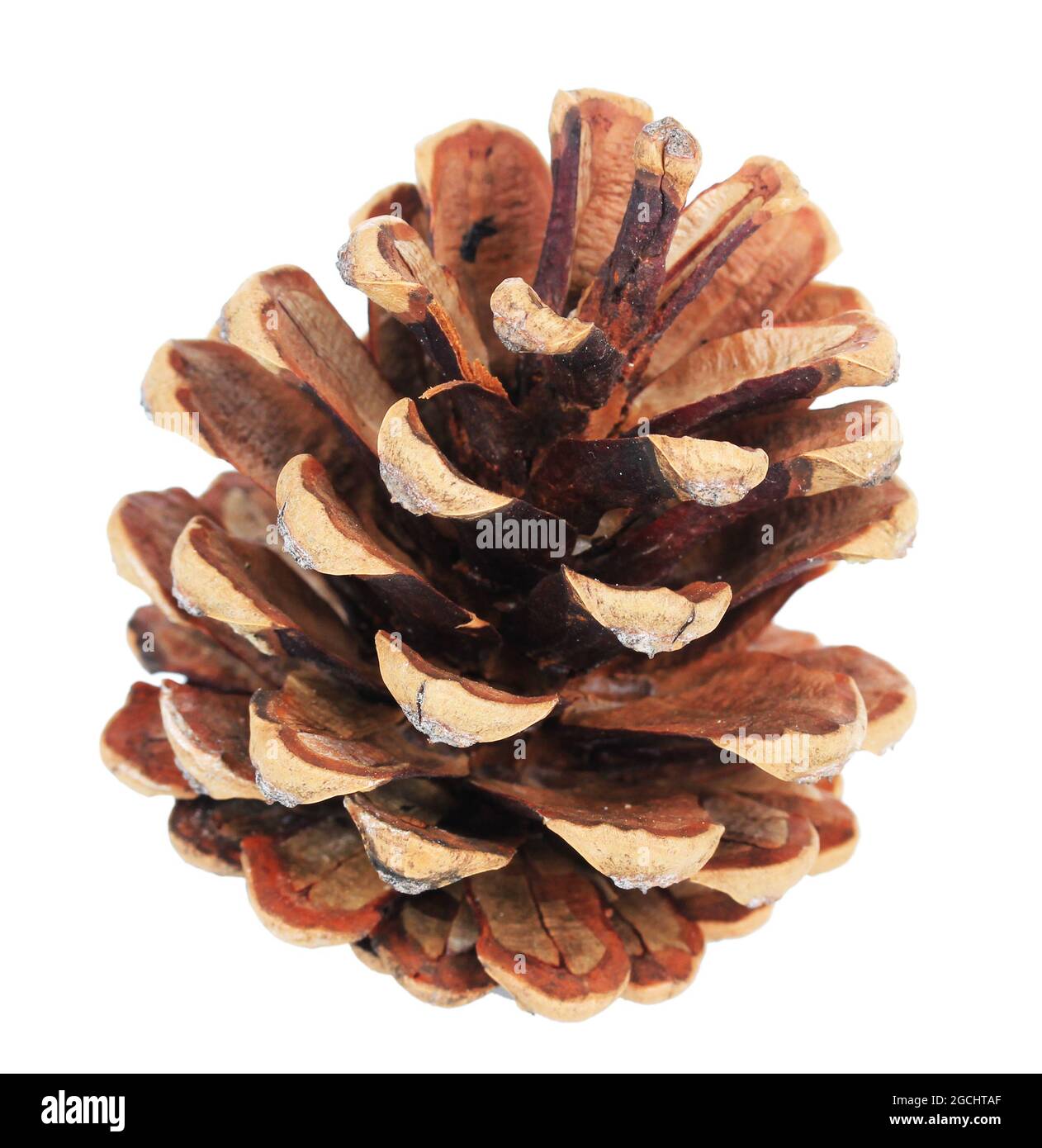 Beautiful pine cone isolated on white Stock Photo - Alamy
