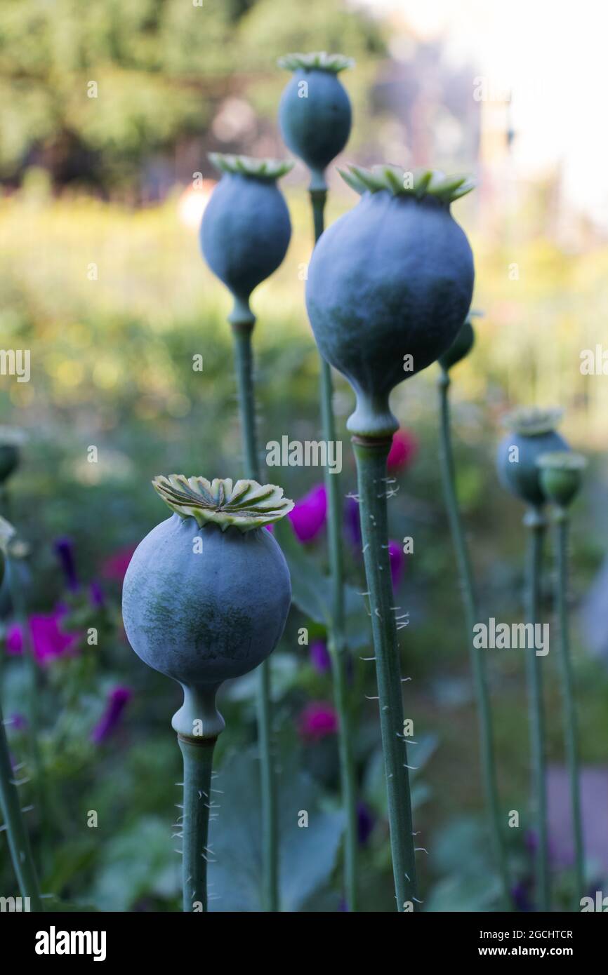 Poppy seed heads and flowers growing in a garden. Summertime Stock ...