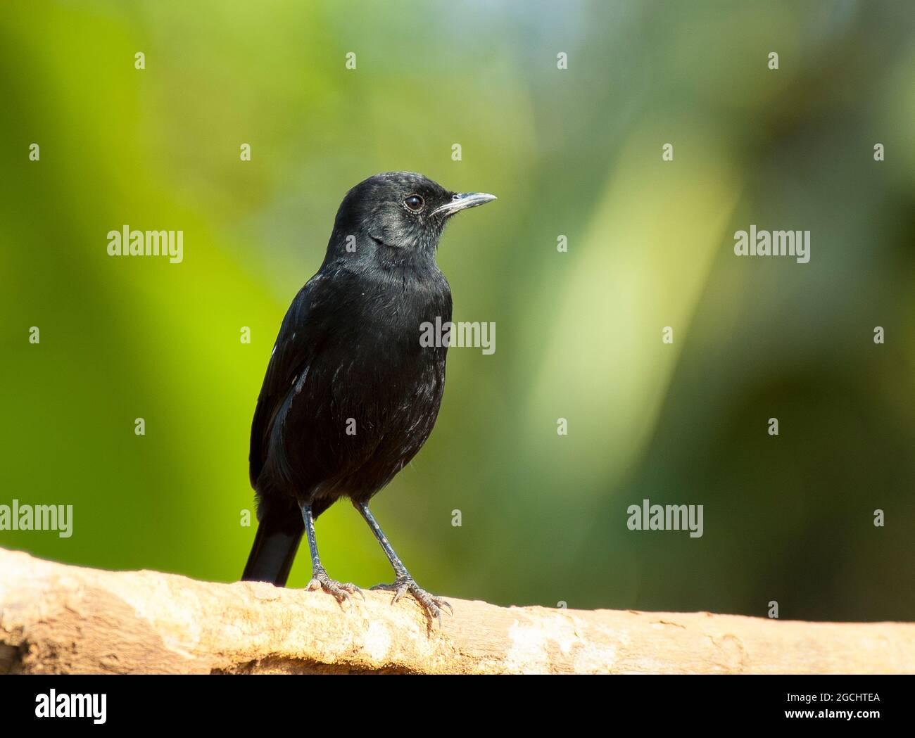 Sooty Chat (Myrmecocichla nigra) perched on a pole Stock Photo - Alamy