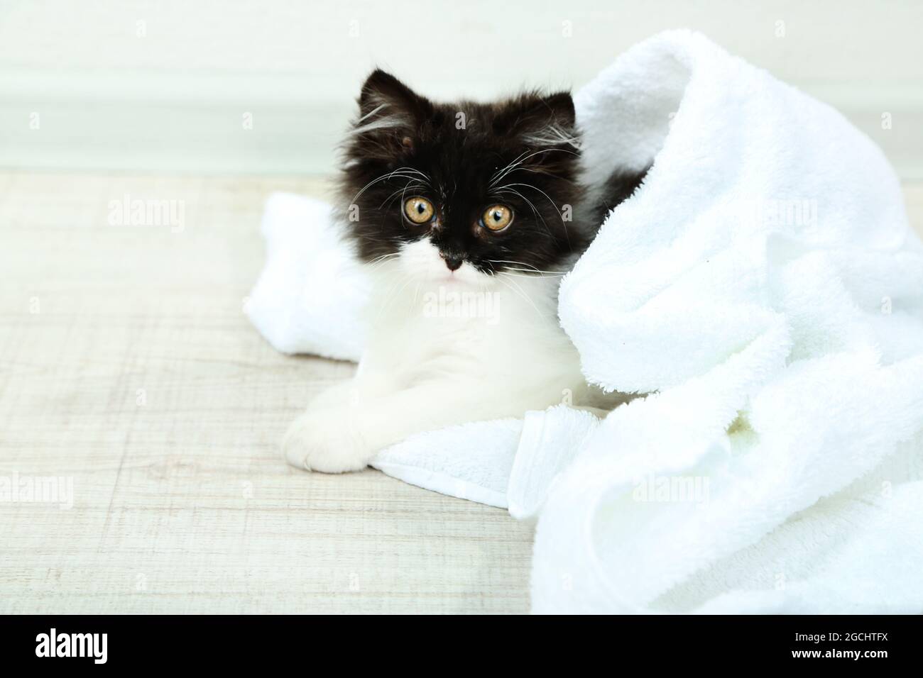 Little cute kitten with towel on floor Stock Photo - Alamy