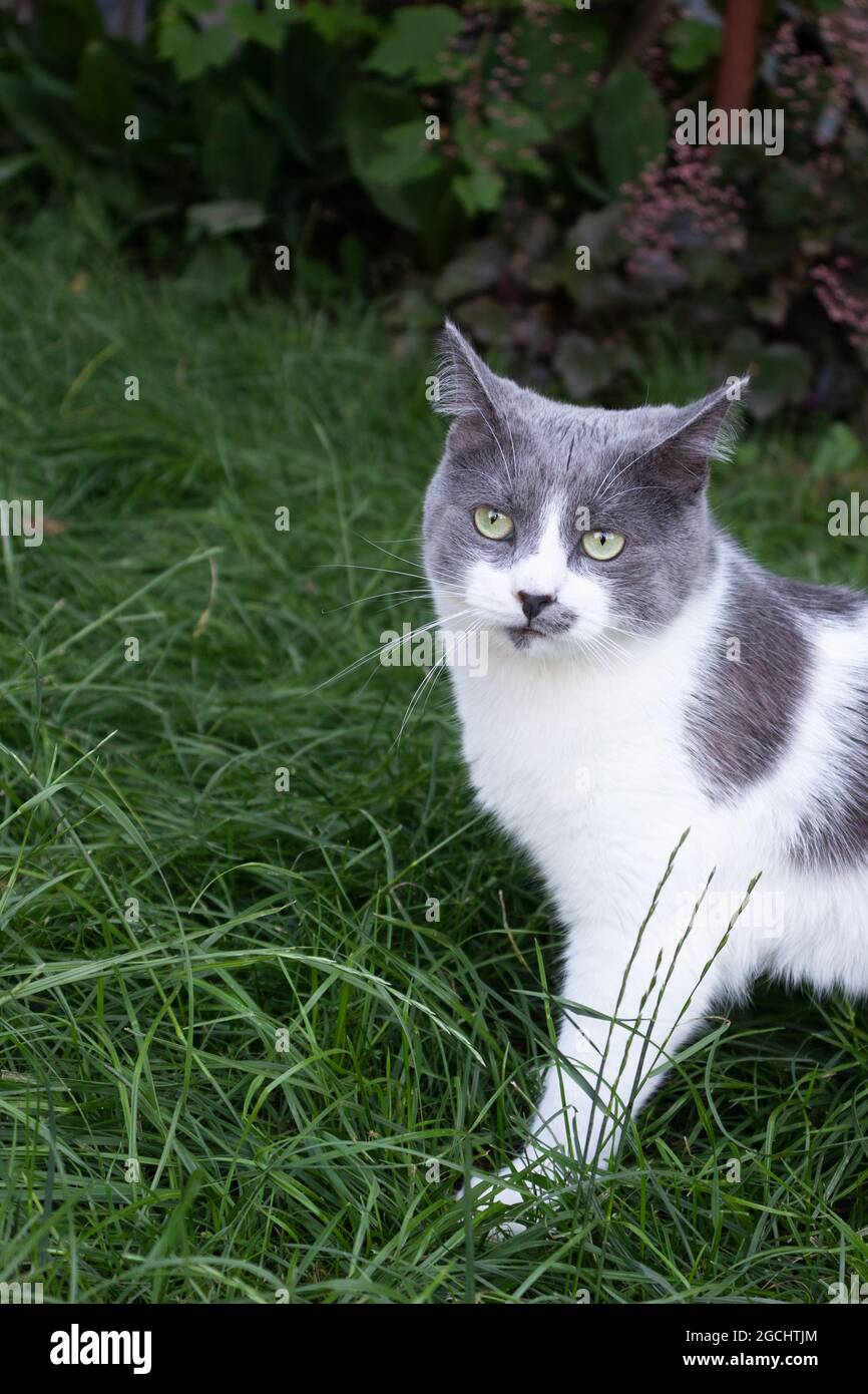Cat in the park. Pensive cat on the green grass Stock Photo - Alamy