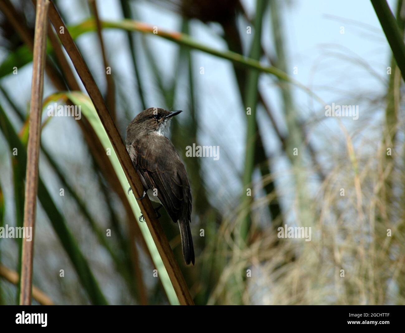 Swamp flycatcher hi-res stock photography and images - Alamy