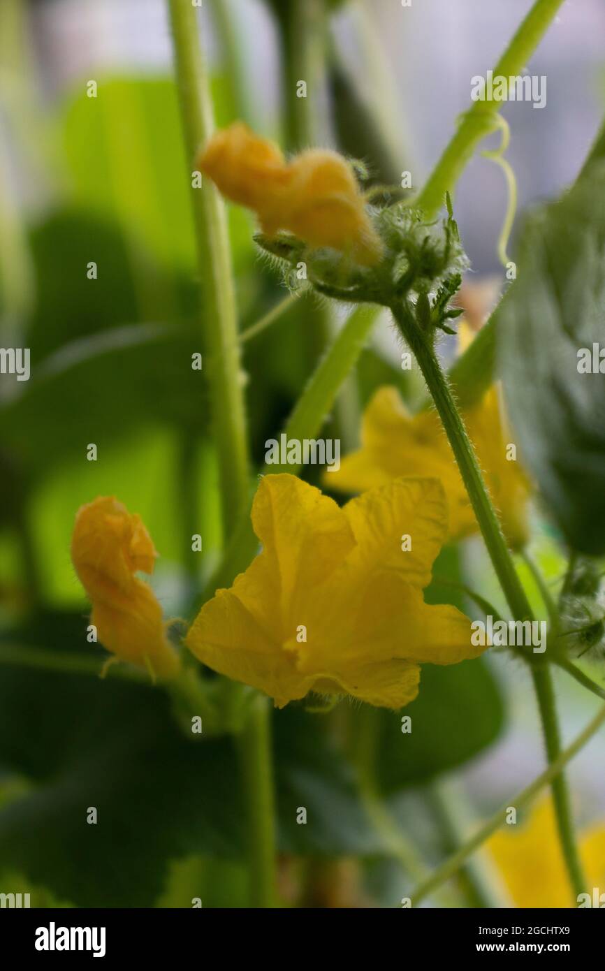 Yellow cucumber agriculture hi-res stock photography and images - Alamy