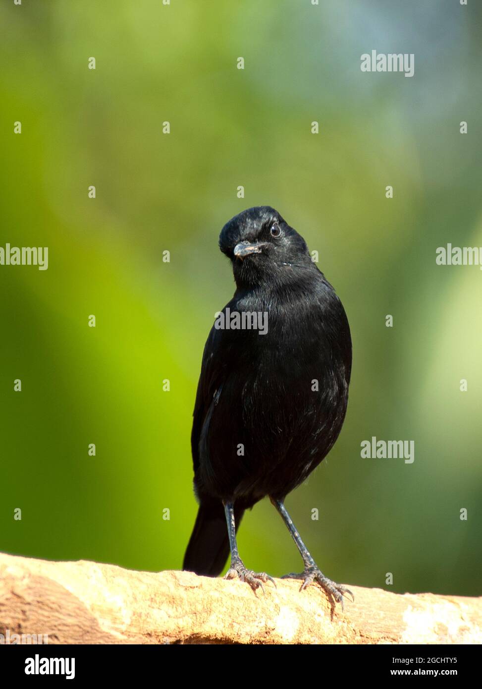Sooty Chat (Myrmecocichla nigra) perched on a pole Stock Photo - Alamy