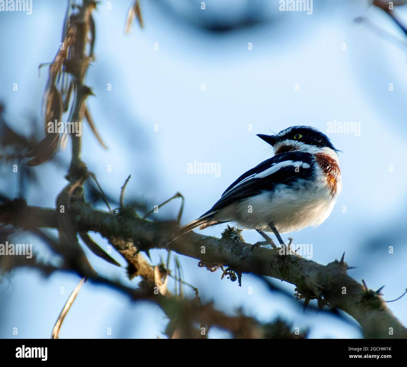 Chinspot batis (Batis molitor) male perched in a tree Stock Photo - Alamy