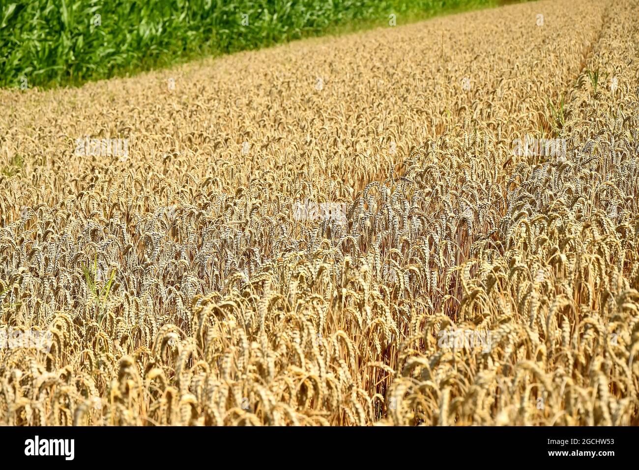 Wheat in germany hi-res stock photography and images - Alamy