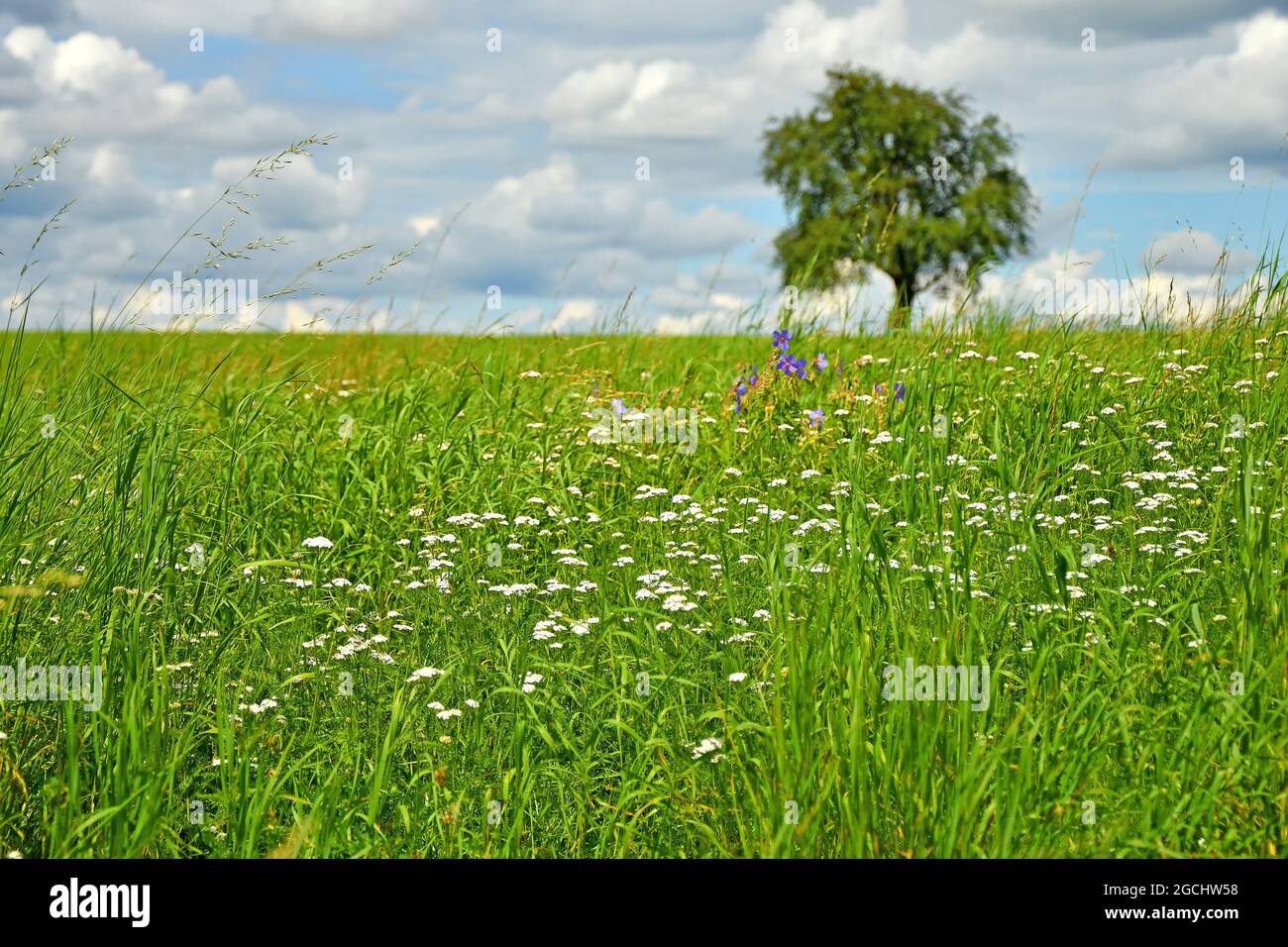 green meadow with single pear tree Stock Photo - Alamy