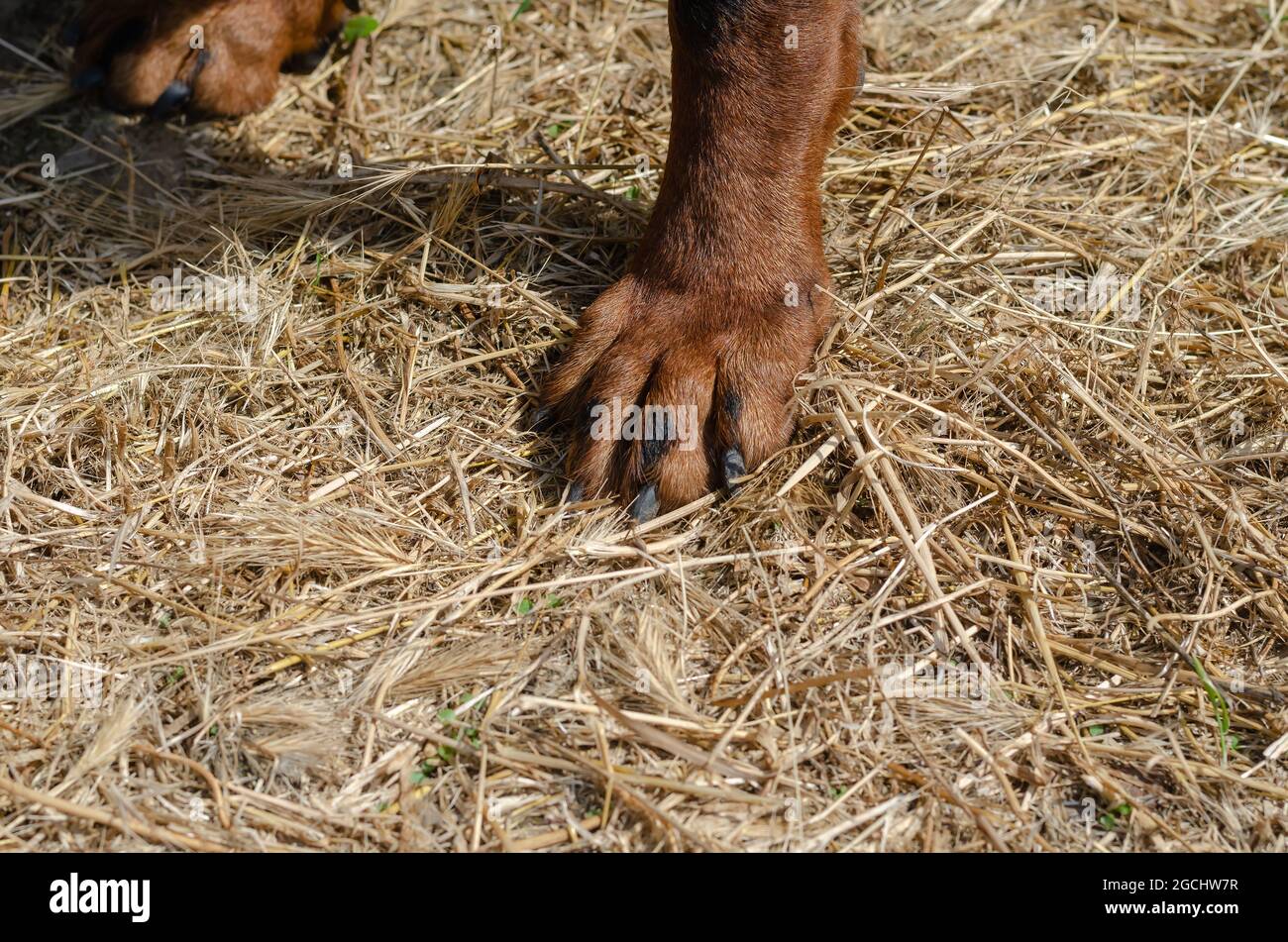 Danger of Dry Foxtails for Your Dog concept. Front Paw Rottweiler ...
