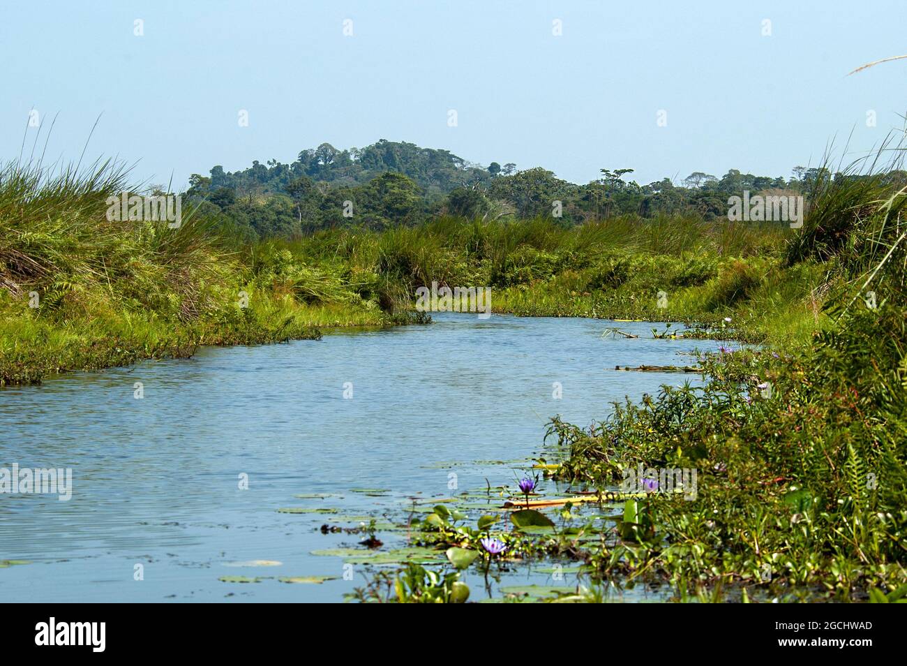 Landscape of Lake Mabamba in Uganda Stock Photo - Alamy