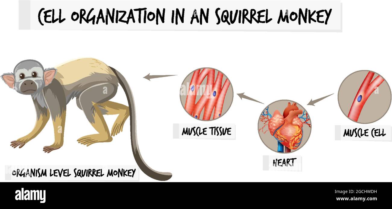 Chimpanzee Muscle Structure