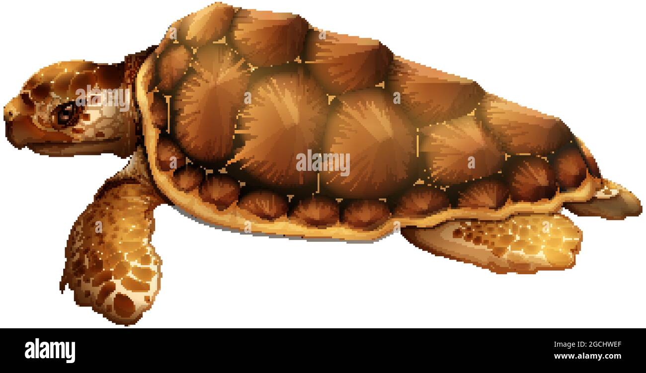 Tortoise animal on white background illustration Stock Vector Image ...