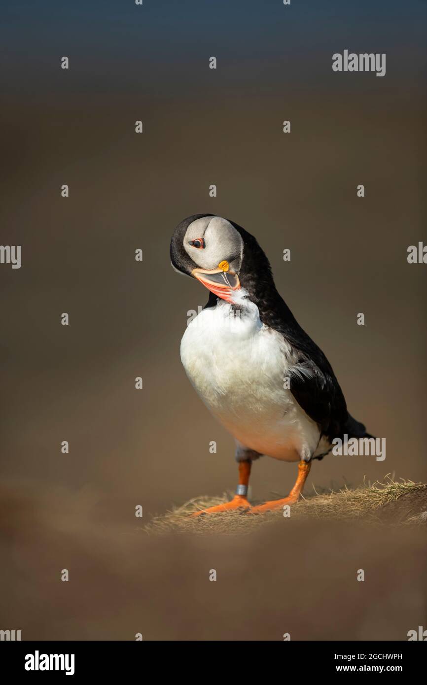 Puffin breeding colony hi-res stock photography and images - Alamy